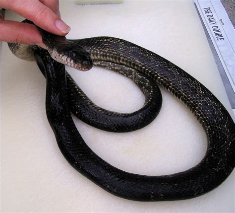 Image result for Cooking Snake