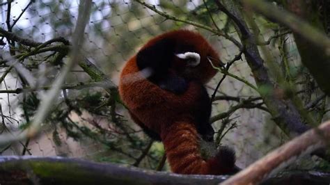 Image result for Red Panda Channel