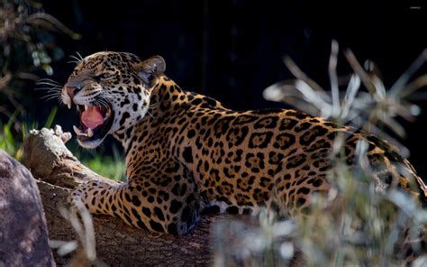 Image result for Angry Leopard