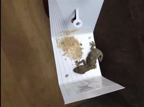 Image result for Go Lizard Trap