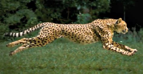 Image result for Fast Cheetah