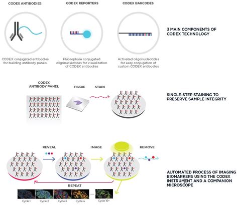 Image result for Codex Step Procedure