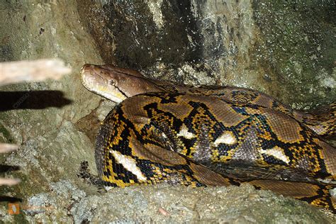 Image result for Netzpython Klettert