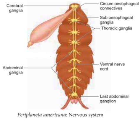 Image result for Cockroach Nervous System