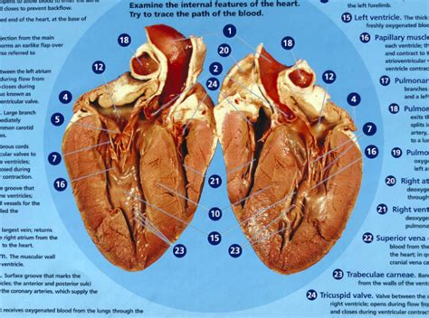 Image result for Heart Dissection