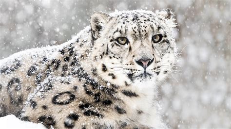 Image result for Snow Leopard Front View