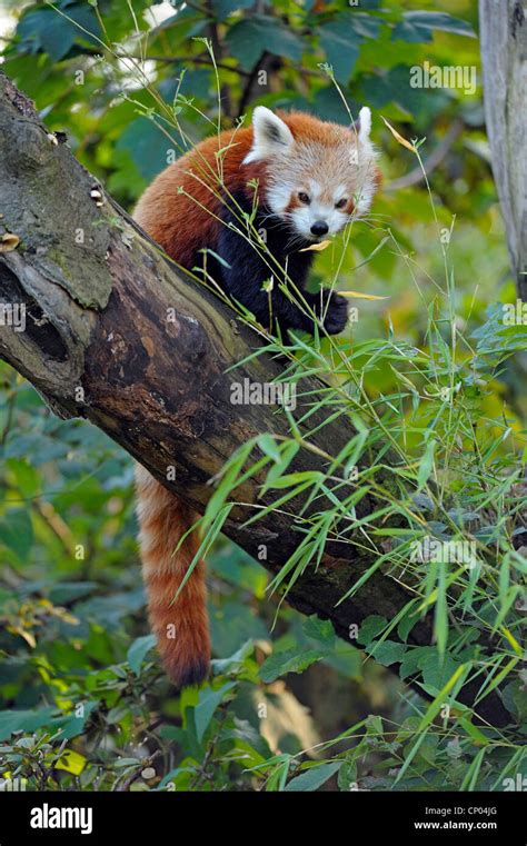 Image result for Red Panda Side View