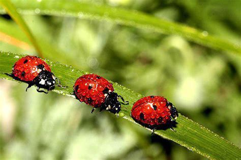 Image result for Lady Bug Insects