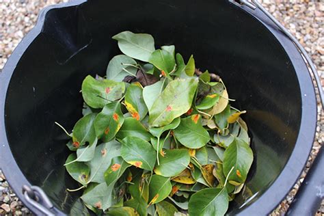 Image result for Asian Pear Rust