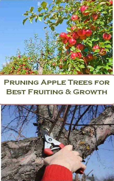 Image result for Pruning an Apple Tree in Spring