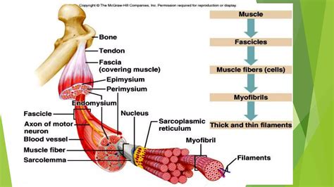Image result for Cytoskeleton Function