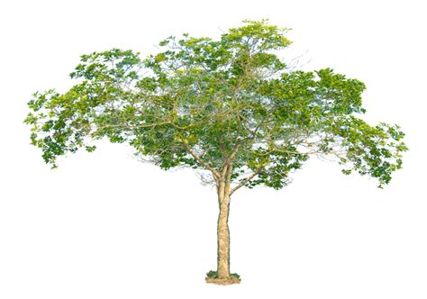 Image result for Tree Transparent Background