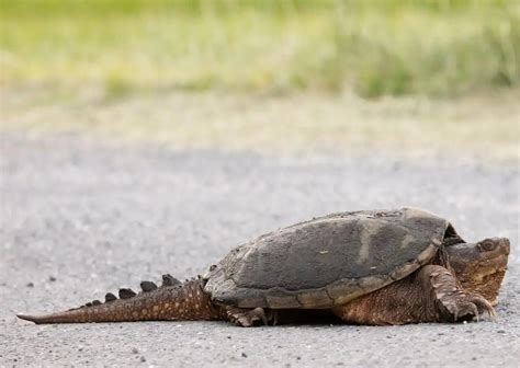 Image result for Snapping Turtle Life Cycle