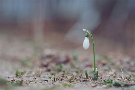 Image result for Snowdrop Pictures Free