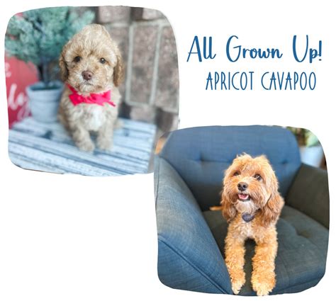Cavapoo Puppy Gallery Cavapoos for Sale in Utah by Taylor Made Puppies Utah