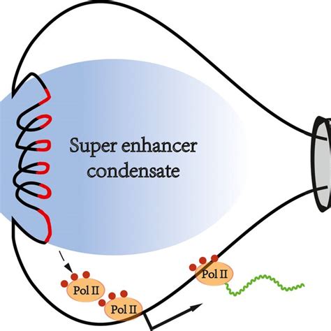 Image result for Super Repressor Enhancer