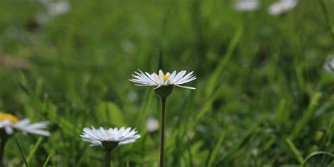 Image result for Pictures Beginigof Spring