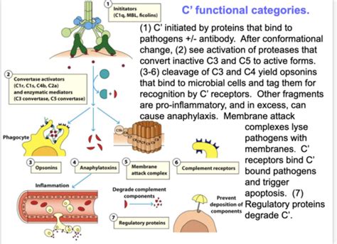 Image result for Complement System Under Microscope
