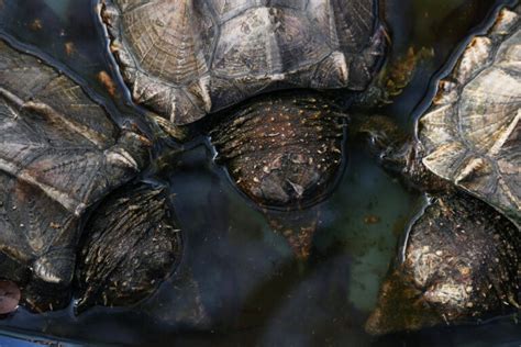 Image result for Large Snapping Turtle