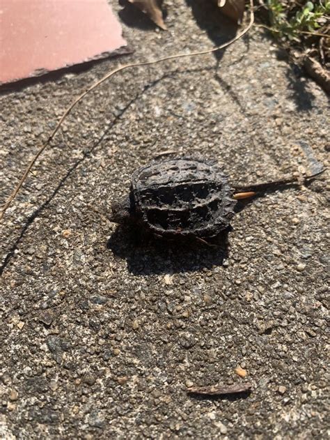 Image result for Cute Snapping Turtle