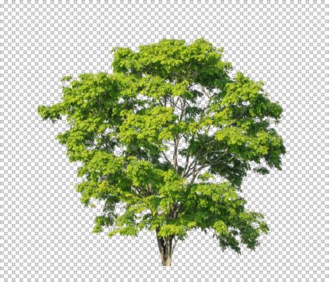 Image result for Tree Transparent Background