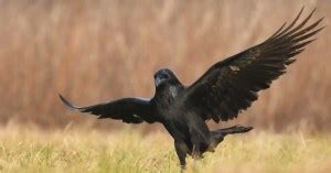 Image result for Ravens Behavior