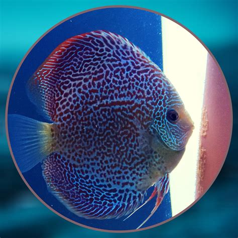 Image result for Royal Blue Discus