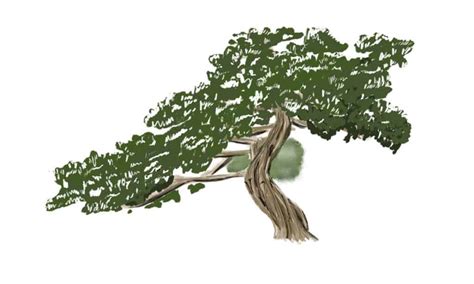 Image result for Tree Image TP Draw
