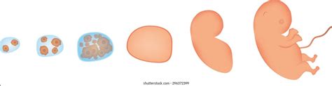 Image result for Blastula Development