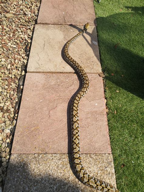 Image result for Ivory Reticulated Python