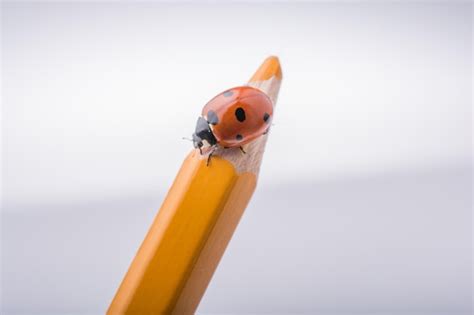 Image result for Ladybug Pencil Color