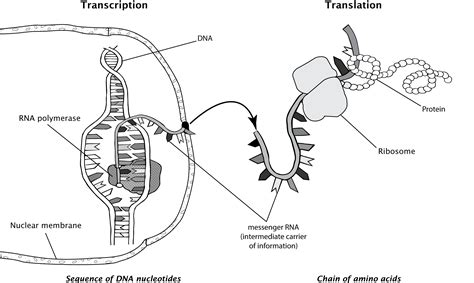 Image result for Evolution Epigenetics
