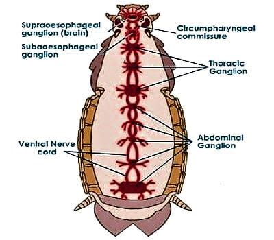 Image result for Cockroach Nervous System