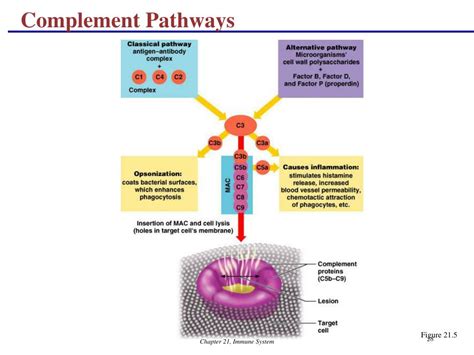 Image result for Innate Immune System Complement