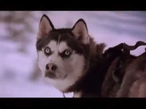 Image result for Snow Dogs 2002 Trailer