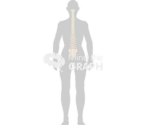 Image result for AVG Back Shape