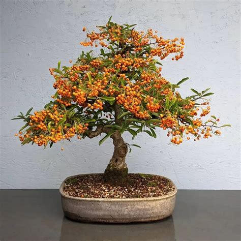 Image result for Creating Bonsia Tree