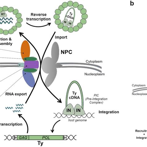 Image result for Nuclear Pore Complex Translation