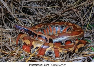 Image result for Red Blood Python