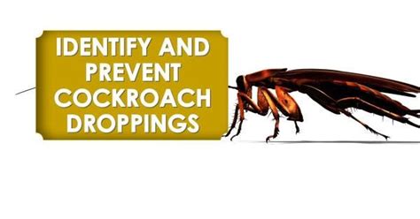 Image result for Cockroach Droppings