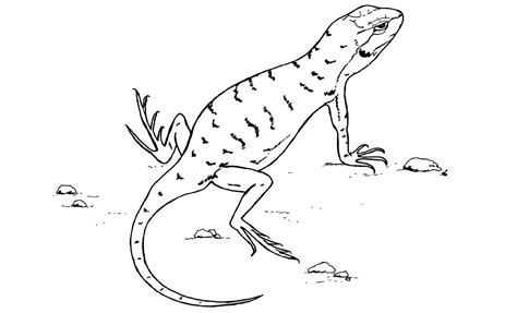Image result for Simple Line Drawings Lizard