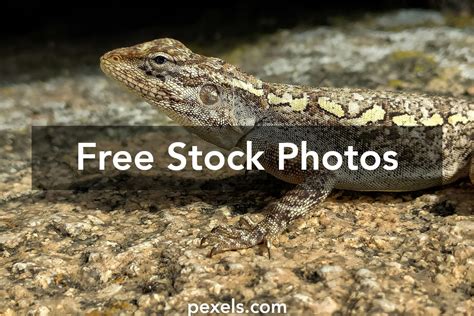 Image result for Lizard Hatching