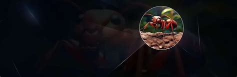 Image result for Ant Colony Simulator Script