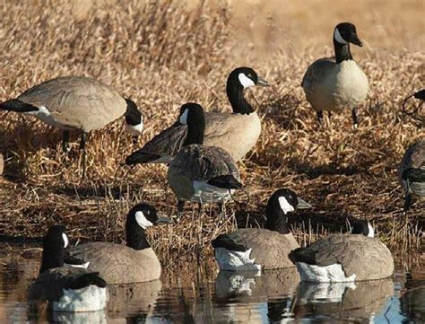 Image result for Goose Hunting Setups