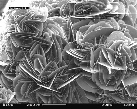 Image result for Electron Microscope Magnification