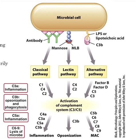 Image result for Complement System Components