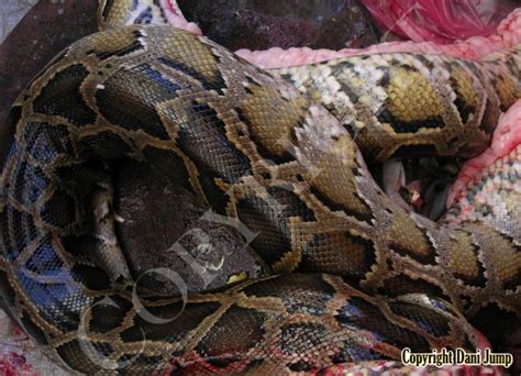 Image result for Python Roast Recipe