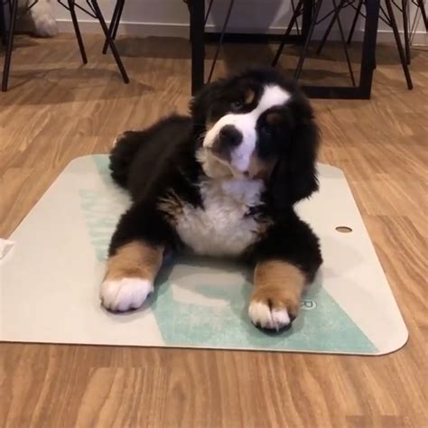 Image result for Cavapoo Yorkie