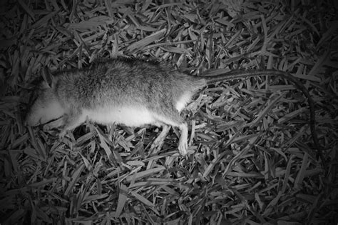 Image result for Mouse Pellets Poison