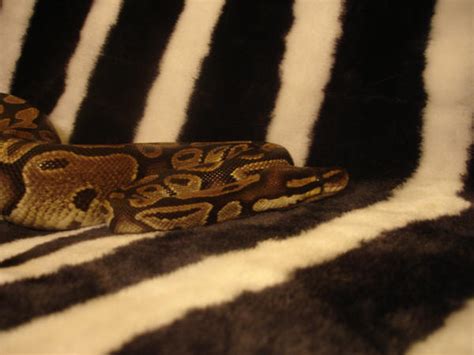 Image result for Python with Spots